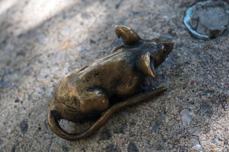 Mice on Main Maggie – HD Carolina